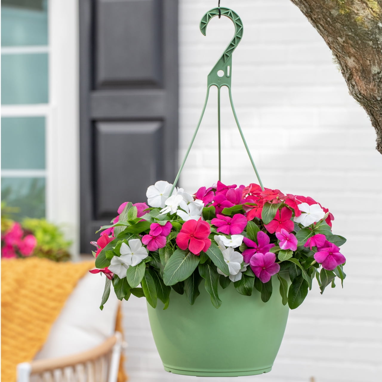 Expert Gardener 1.5G Multicolor Trailing Vinca Live Plants with Hanging ...