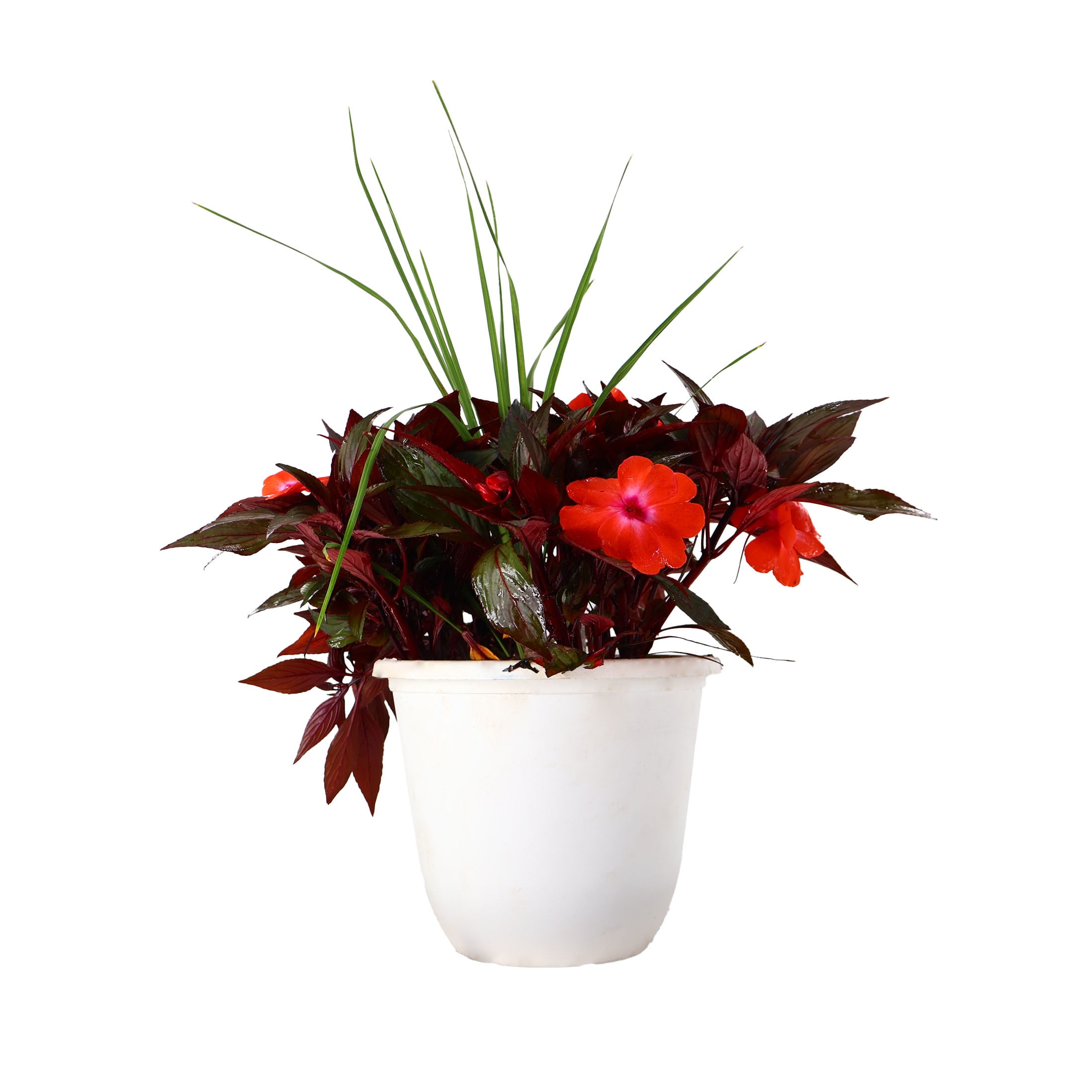 Expert Gardener 1.5G Orange Impatiens New Guinea Spike Combo Live Plant Decorative Pot Sun ...