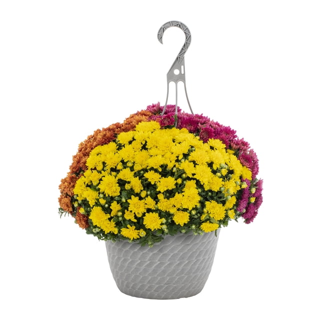 Expert Gardener 1.5G Orange Purple Yellow Mum Live Plant Hanging Basket ...