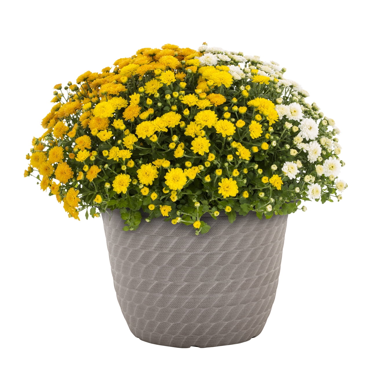 Expert Gardener 1.5G Orange White Yellow Mum Live Plant Decorative Pot ...