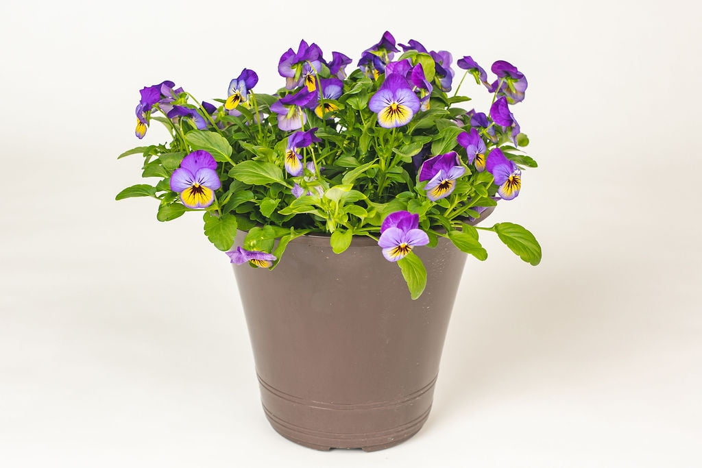Expert Gardener 1.5G Pansy 'Freefall Trailing Marina' Live Plant in a ...