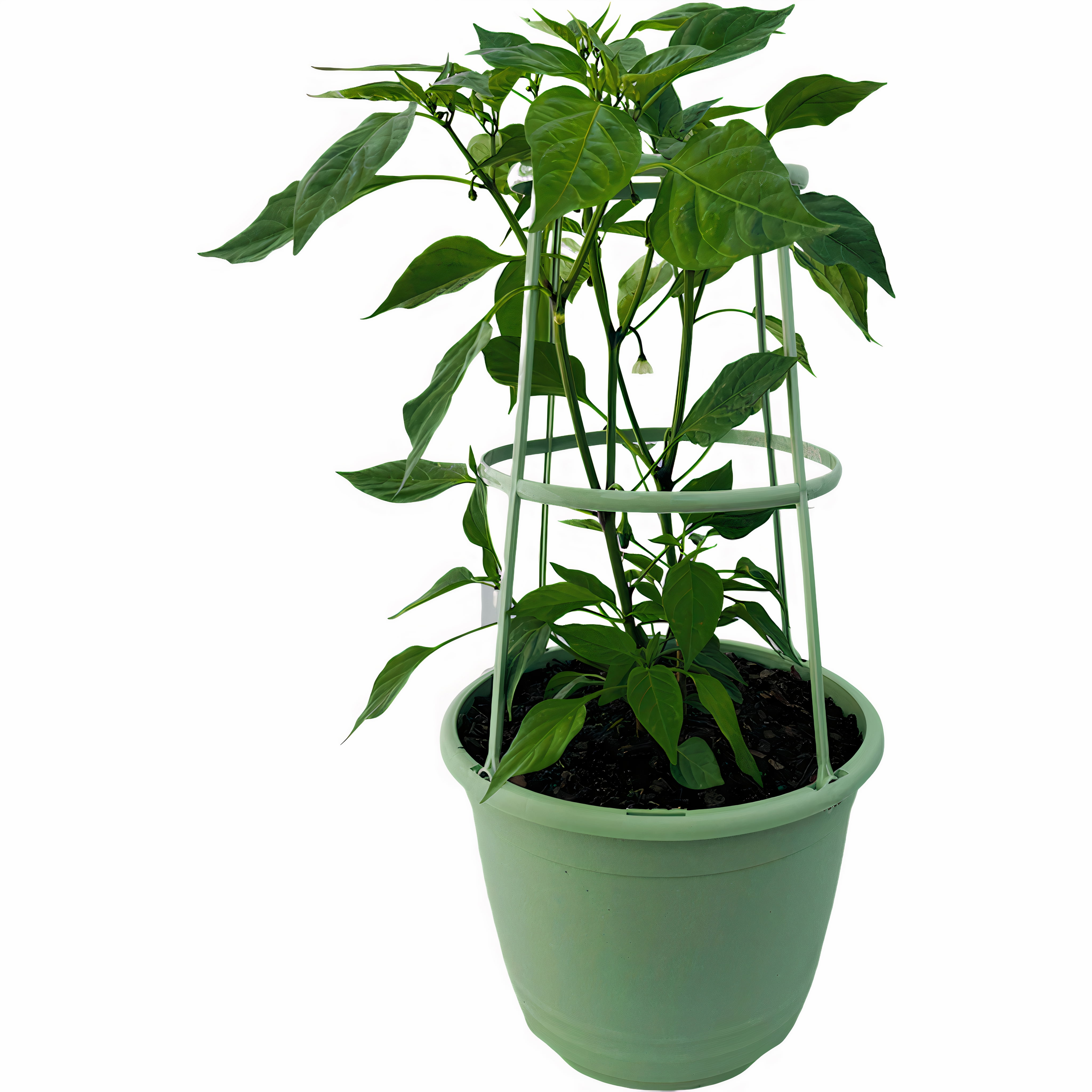 Expert Gardener 1.5G Pepper Liberty Bell Live Plant Decorative Planter ...