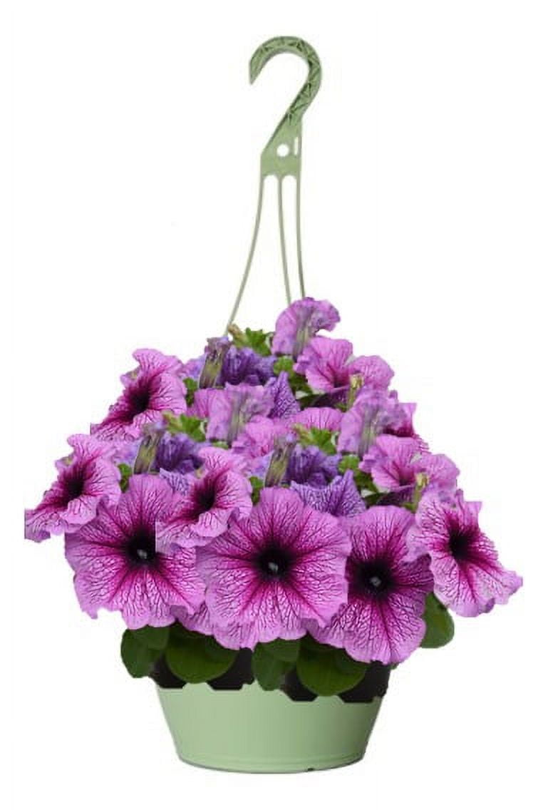 Expert Gardener 1.5G Petunia Limbo Series Orchid Veined Purple Annual ...