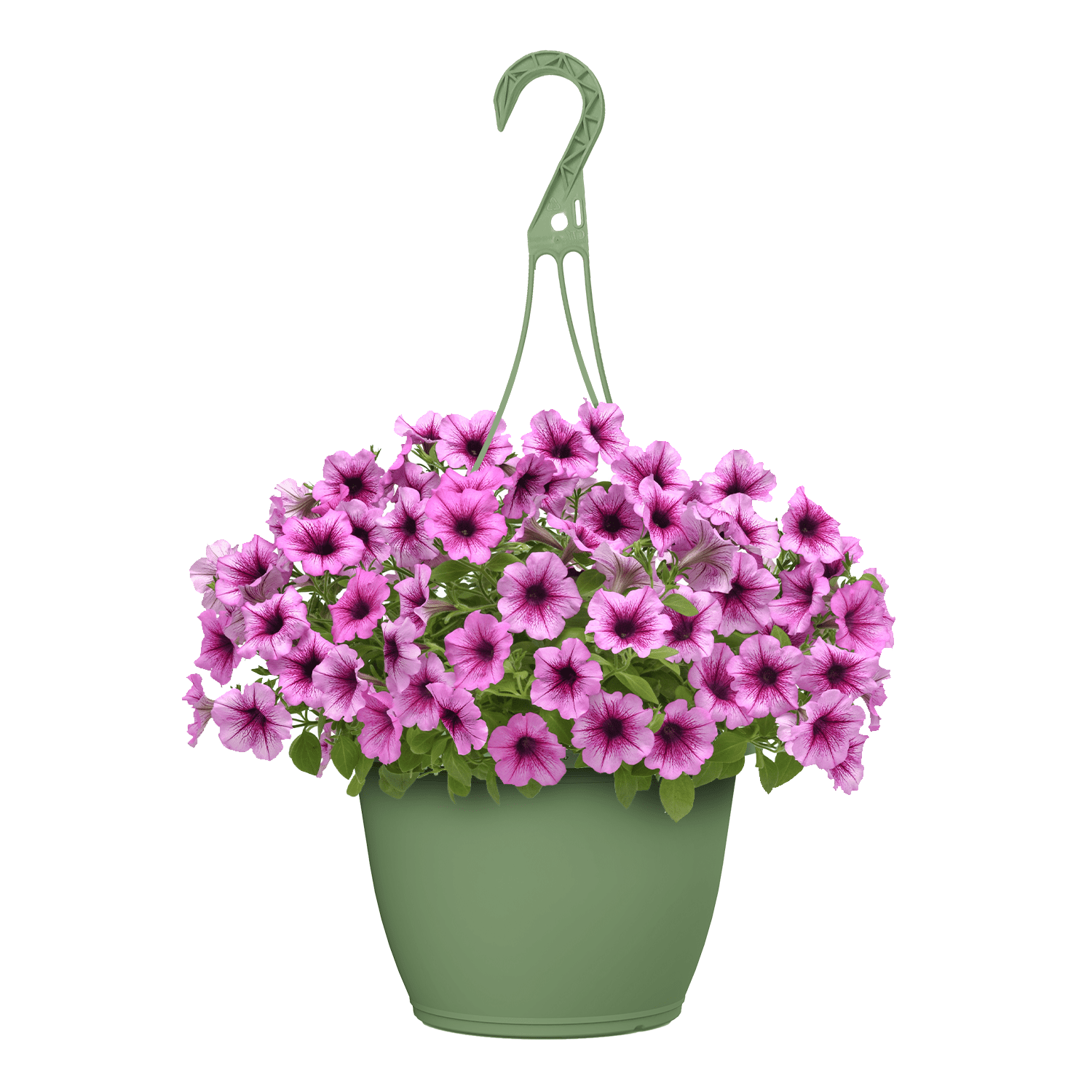 Expert Gardener 1.5G Petunia Limbo Series Orchid Veined Purple Annual ...