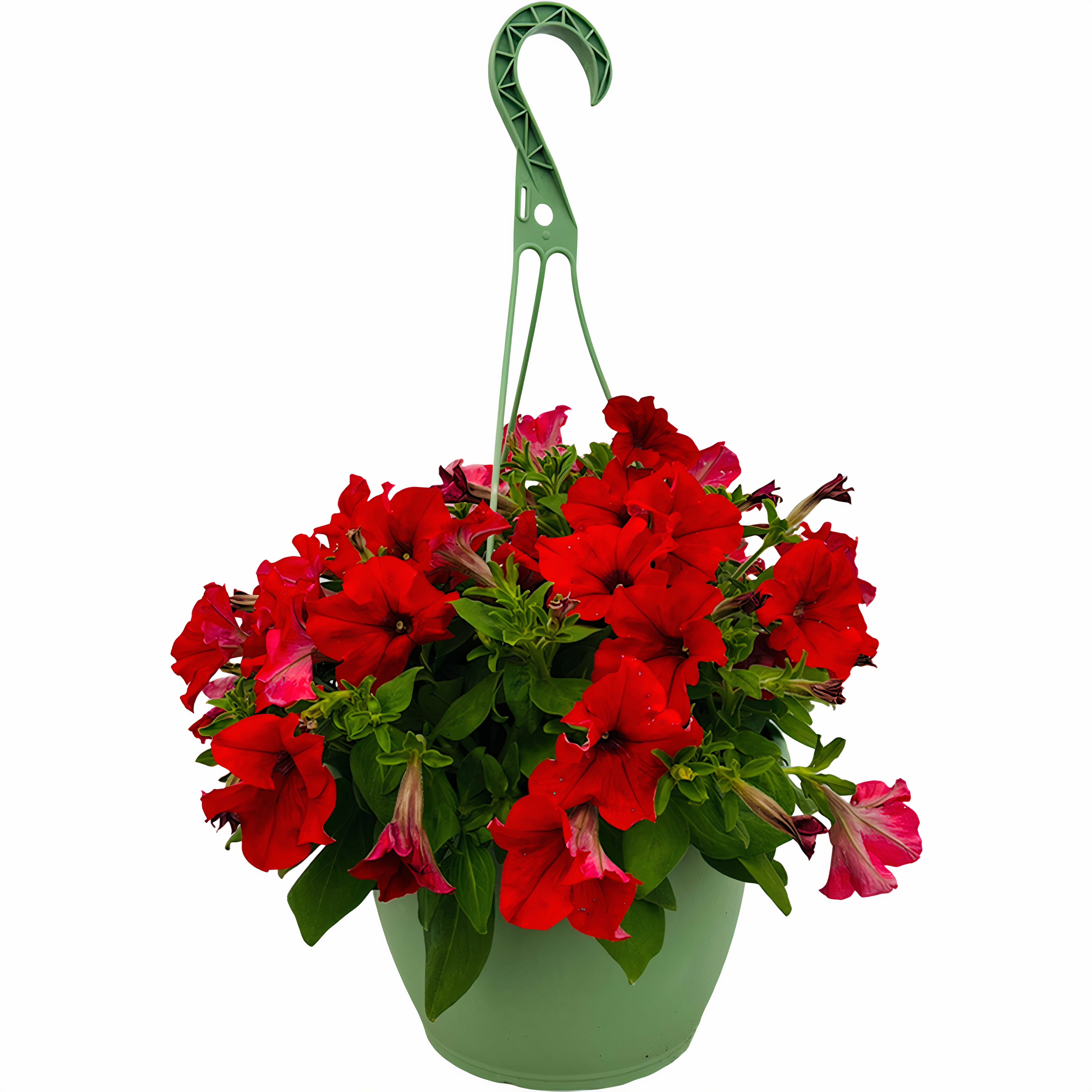 Expert Gardener 1.5G Petunia Red Live Plant Hanging Basket Full Sun ...