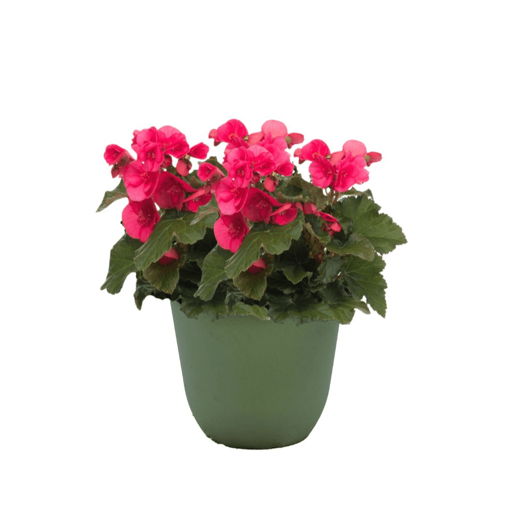 Expert Gardener 1.5G Pink Tuberous Begonia Live Plant Decorative Pot ...