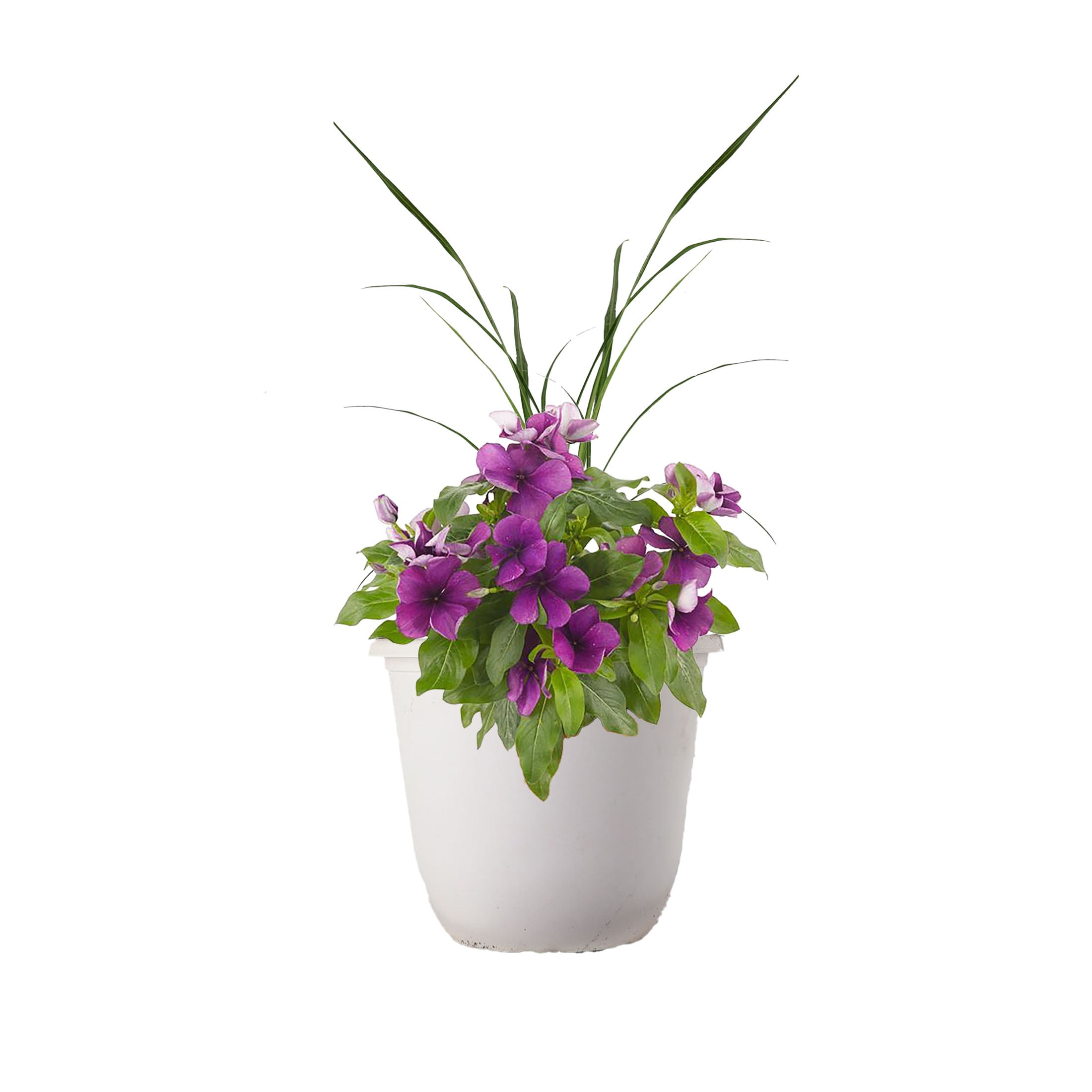 Expert Gardener 1.5G Purple Vinca Spike Combo Live Plants Decorative ...