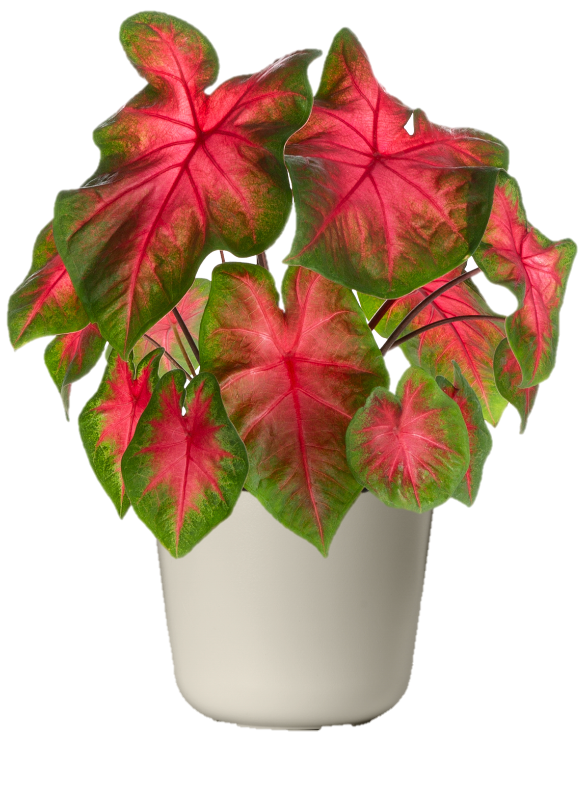 Expert Gardener 1.5G 'Red Alert' Caladium Annual Live Plant - Walmart.com