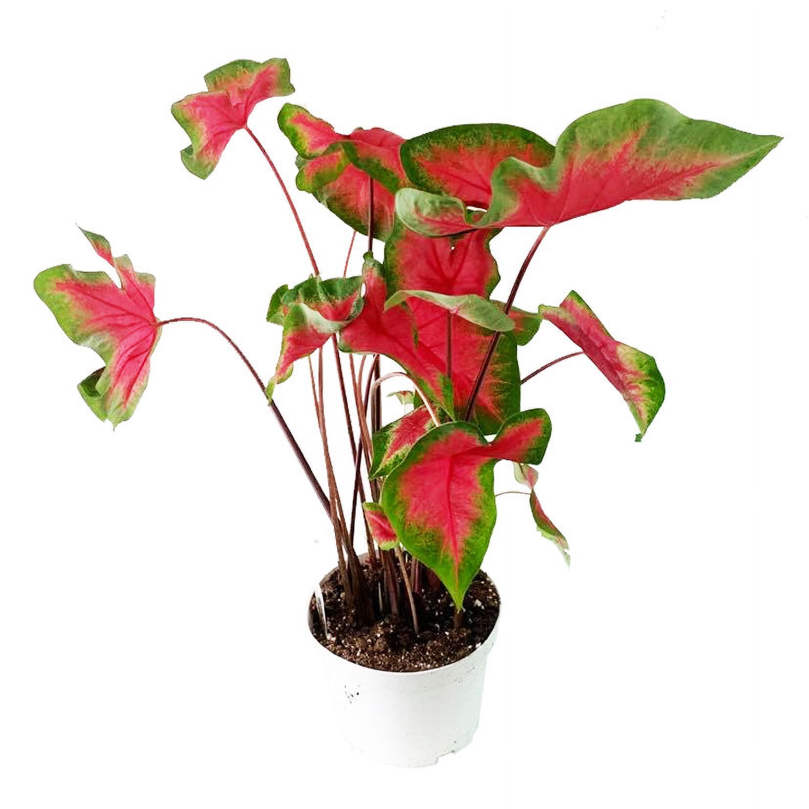 Expert Gardener 1.5G 'Red Alert' Caladium Annual Live Plant - Walmart.com