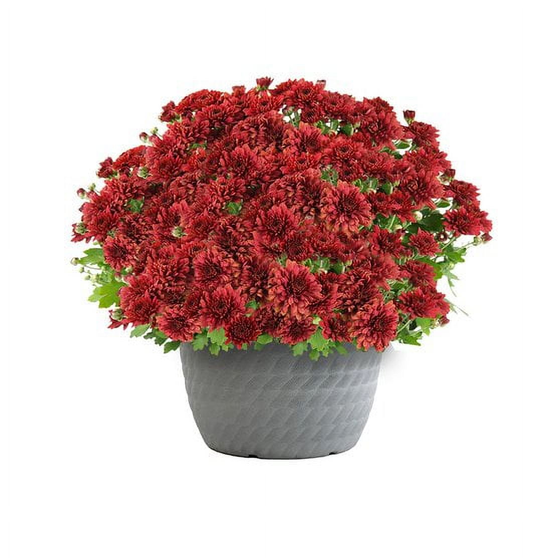 Expert Gardener 1.5G Red Mum, Live Plant Full Sun - Walmart.com