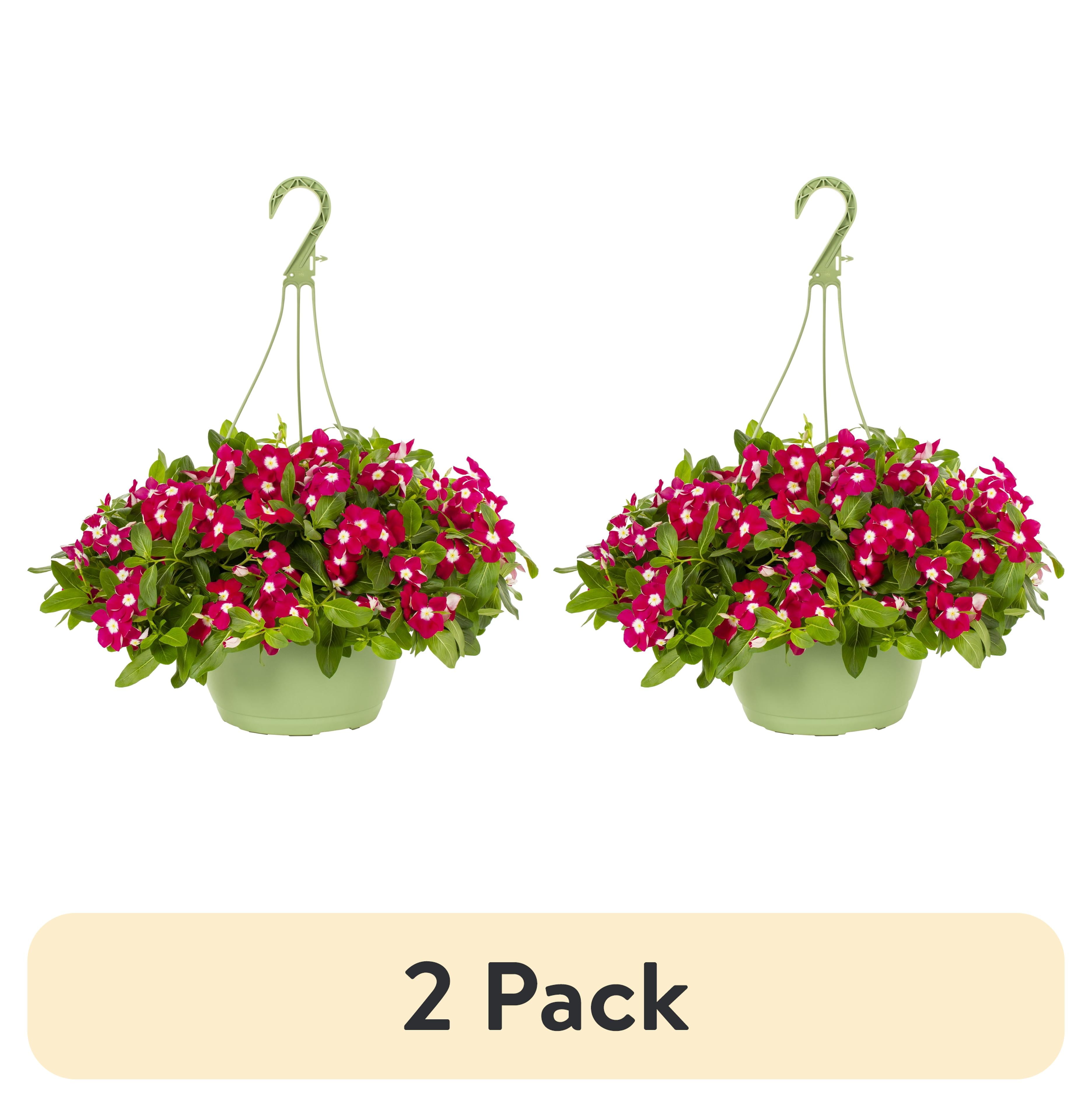 (2 pack) Expert Gardener 1.5G Red Trailing Vinca Live Plants with ...