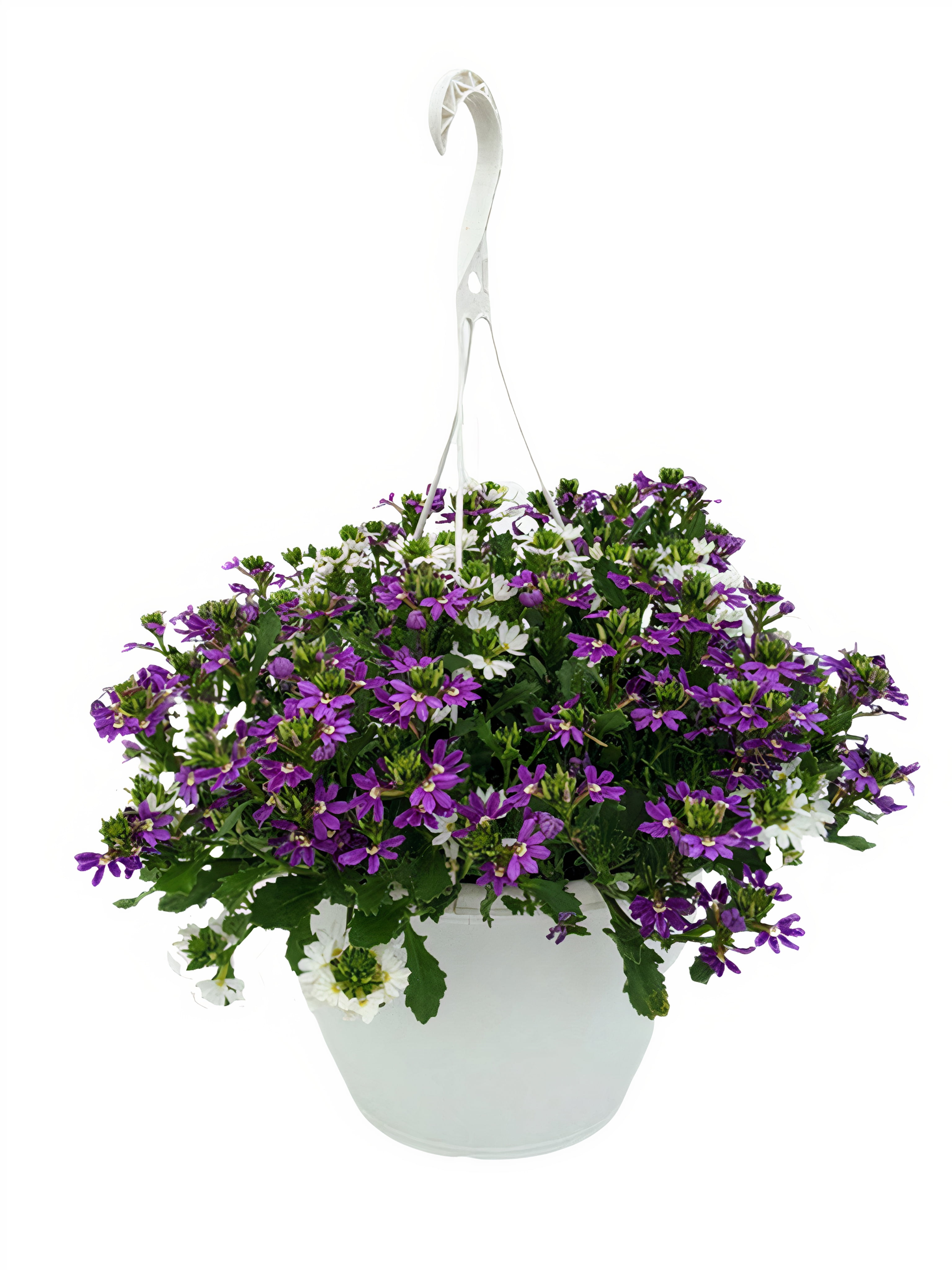 Expert Gardener 1.5G Scaevola Assorted Colors Live Plant Hanging Basket ...