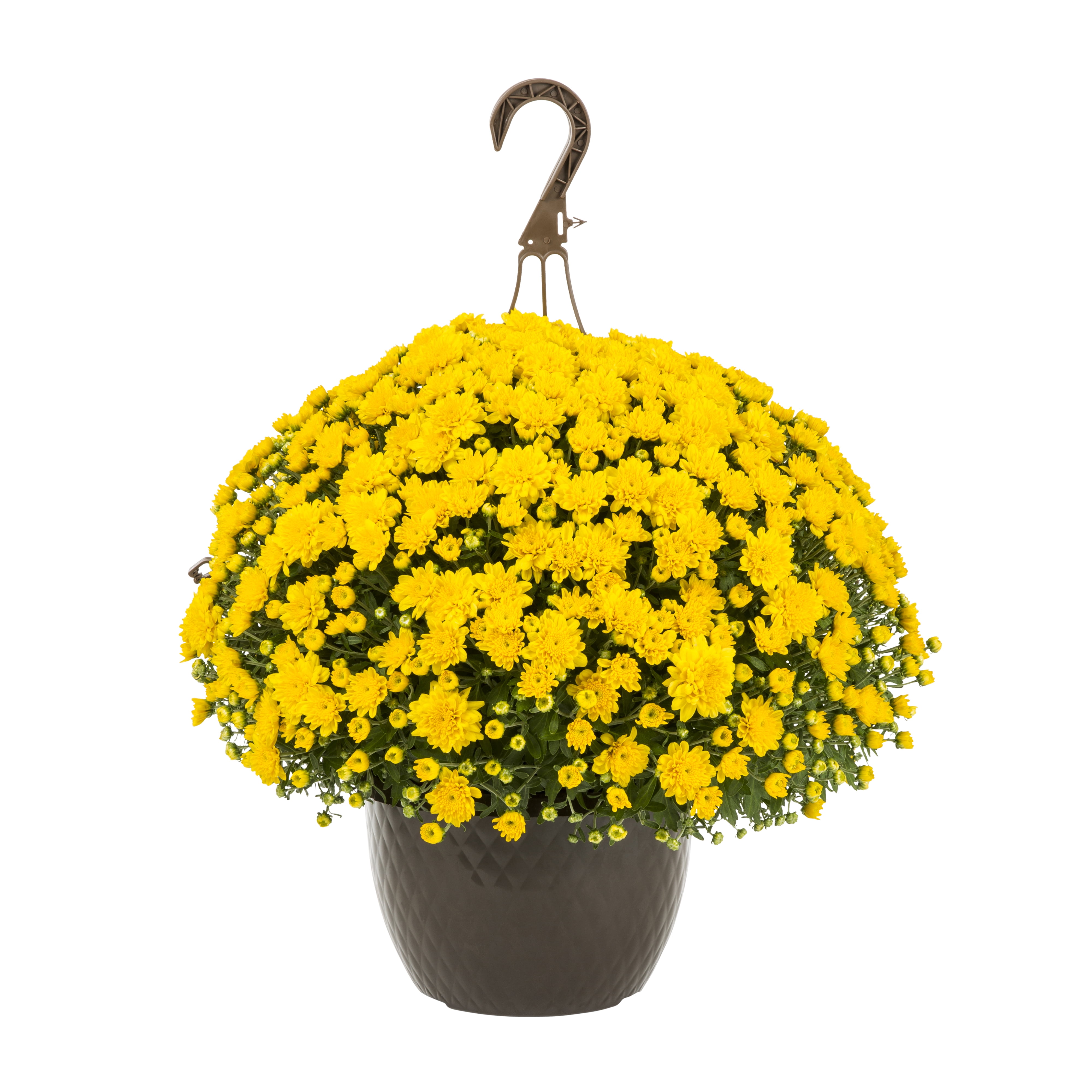 Expert Gardener 1.5G Yellow Garden Mum Live Plants with Hanging Basket ...