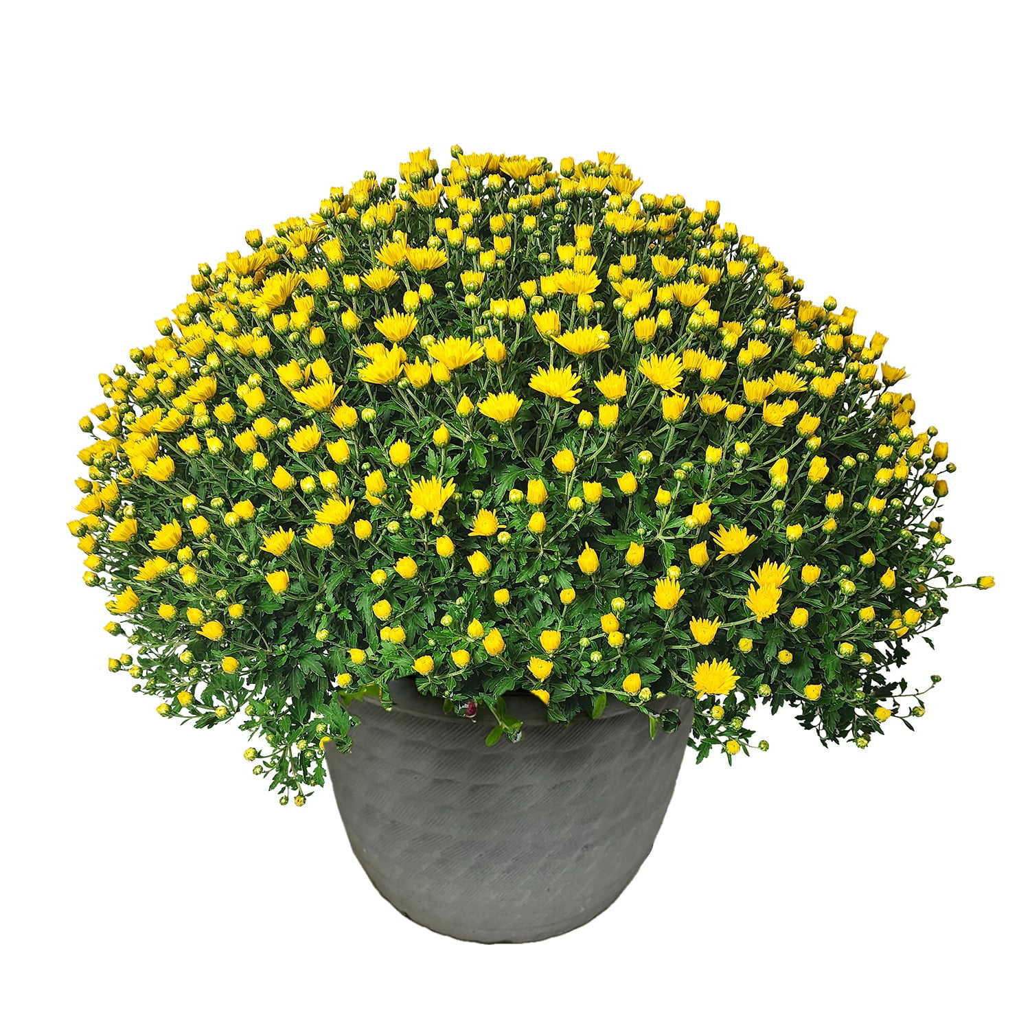 Expert Gardener 1.5G Yellow Mum, Live Plant Full Sun - Walmart.com