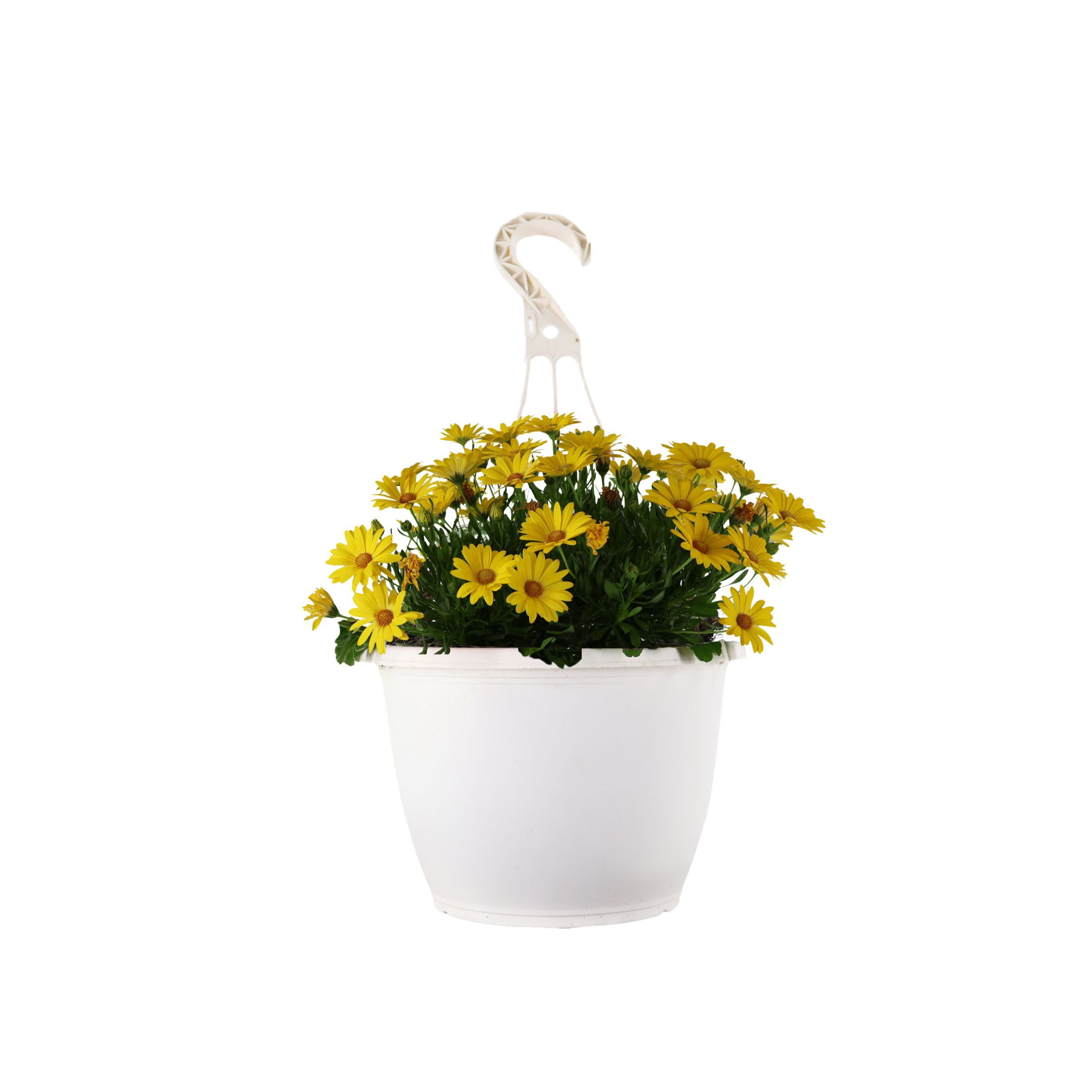 Expert Gardener 1.5G Yellow Osteospermum African Daisy Live Plants ...