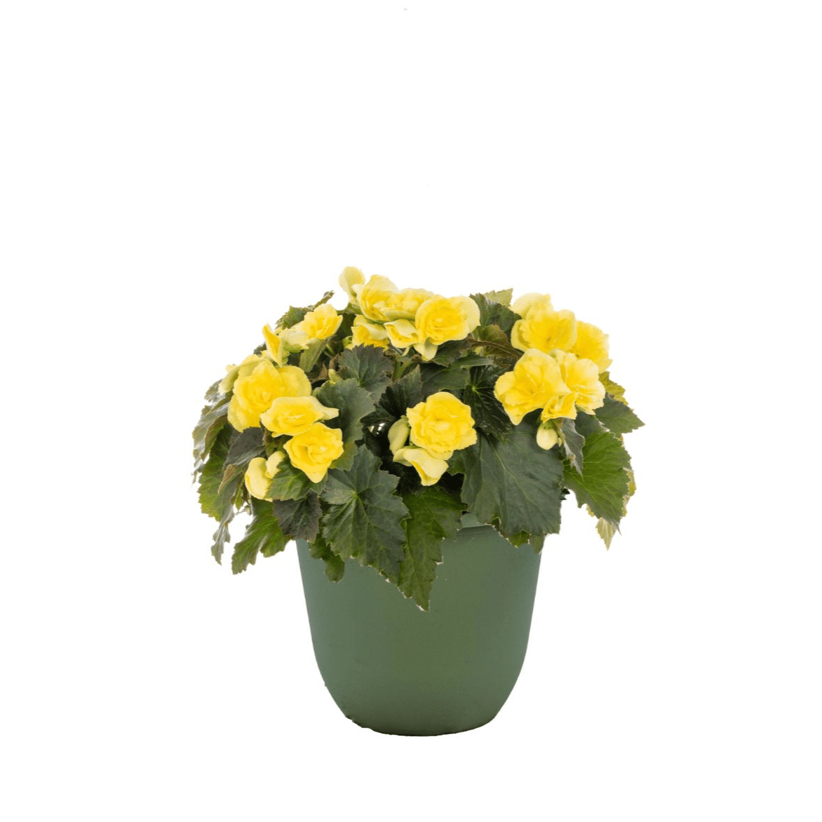 Expert Gardener 1.5G Yellow Tuberous Begonia Live Plant Decorative Pot ...