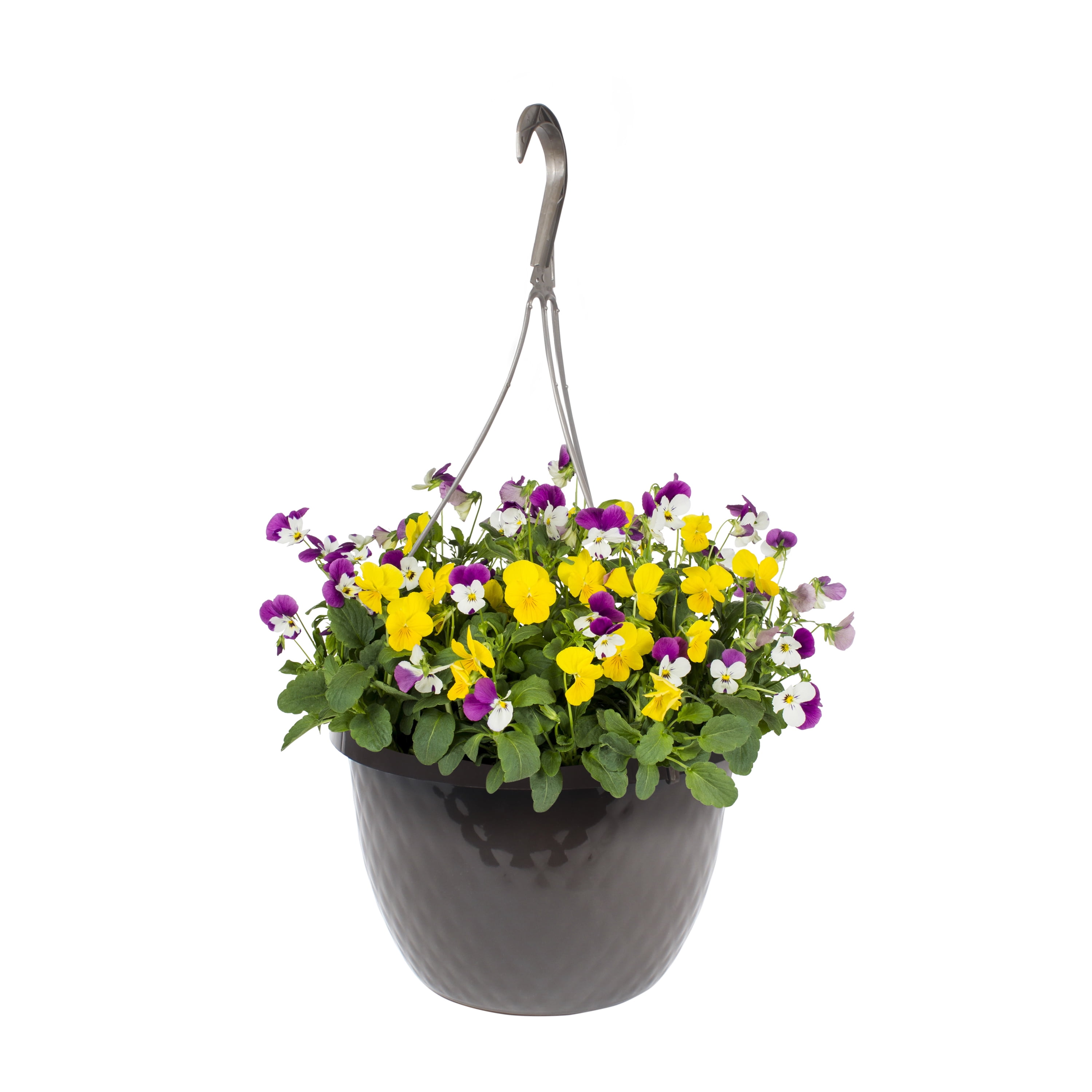 Expert Gardener 1.5gal Multicolor Trailing Pansy Live Annual Plant ...