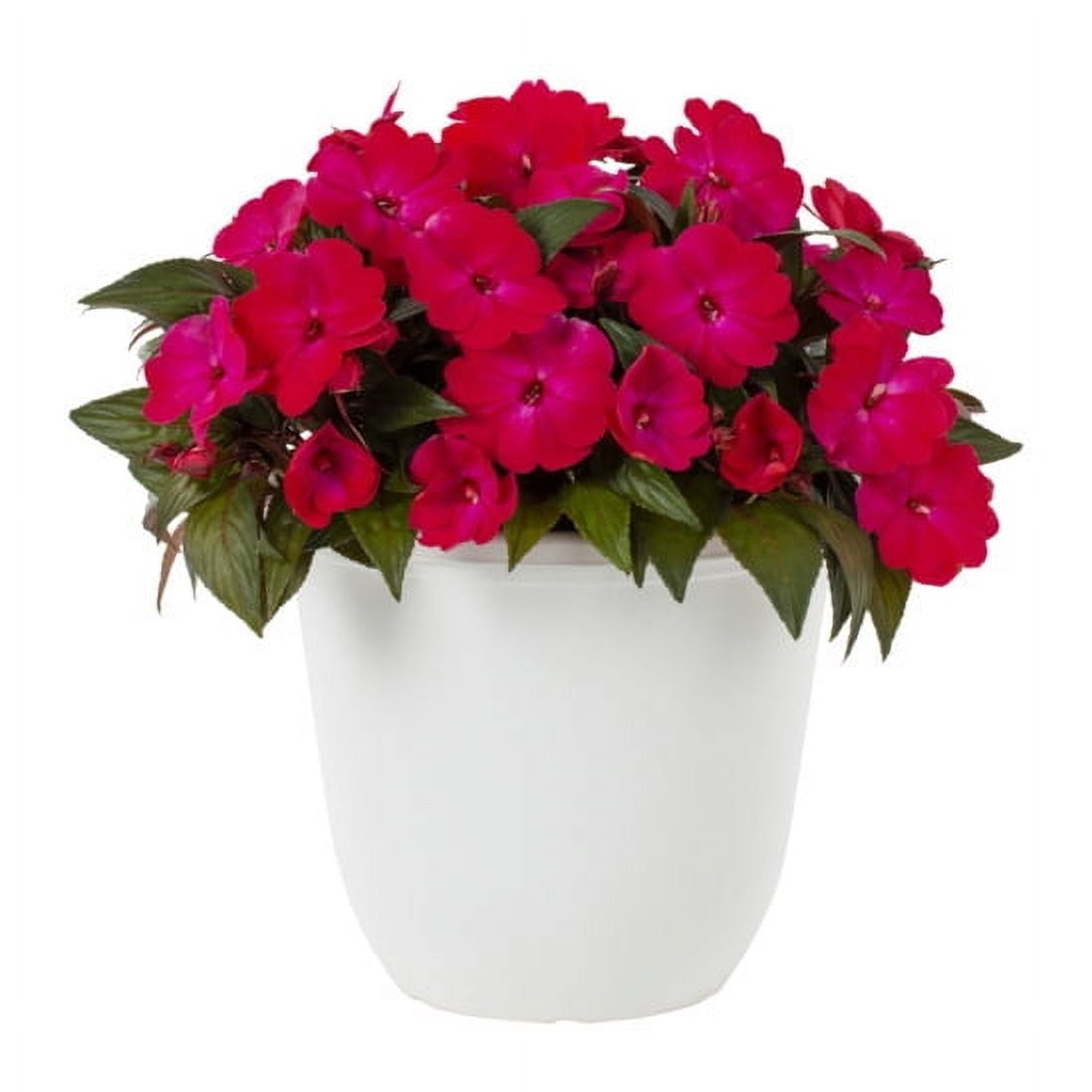 Expert Gardener 1.5gal Pink New Guinea Impatiens Live Annual Plant ...