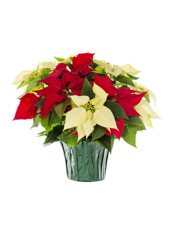 Poinsettias in Fresh Christmas Greenery - Walmart.com