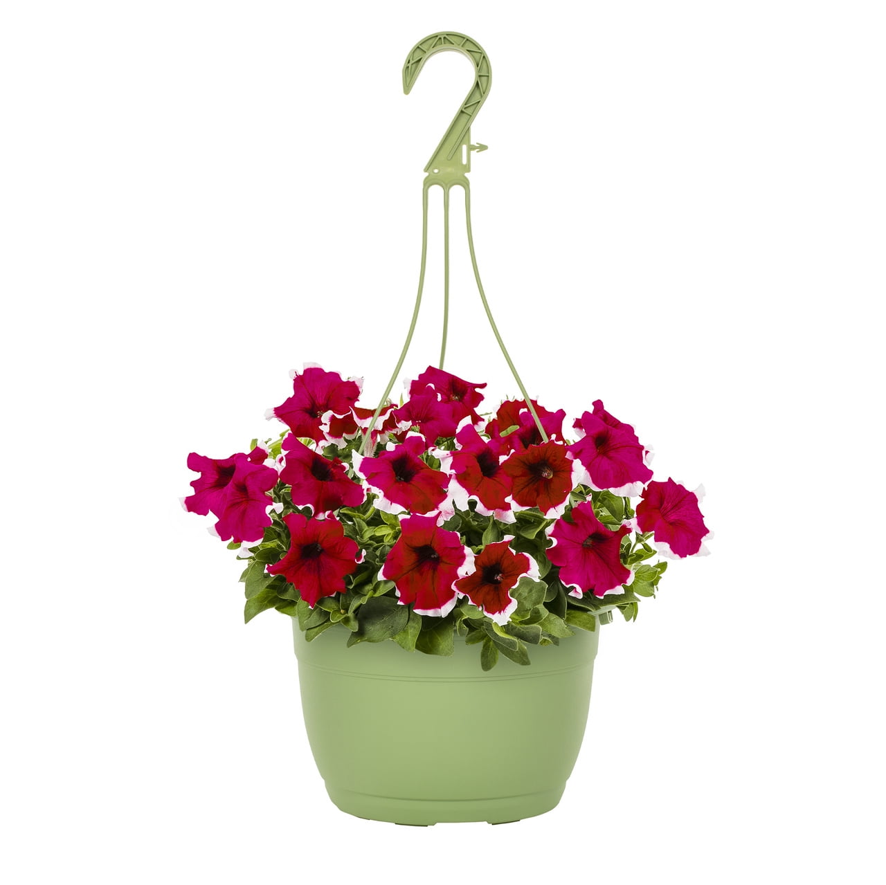 Expert Gardener 1.5gal Red White Petunia Live Annual Plant Hanging ...