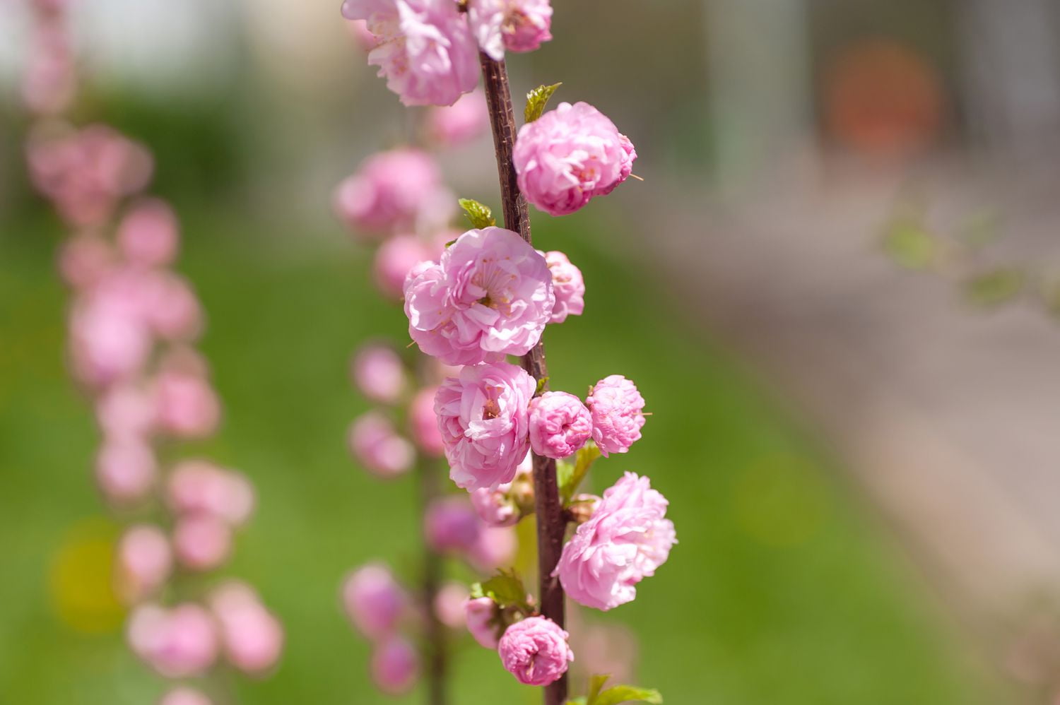 Pink Flowering Almond (1.5 Gallon) Flowering Shrub - Full Sun Live ...