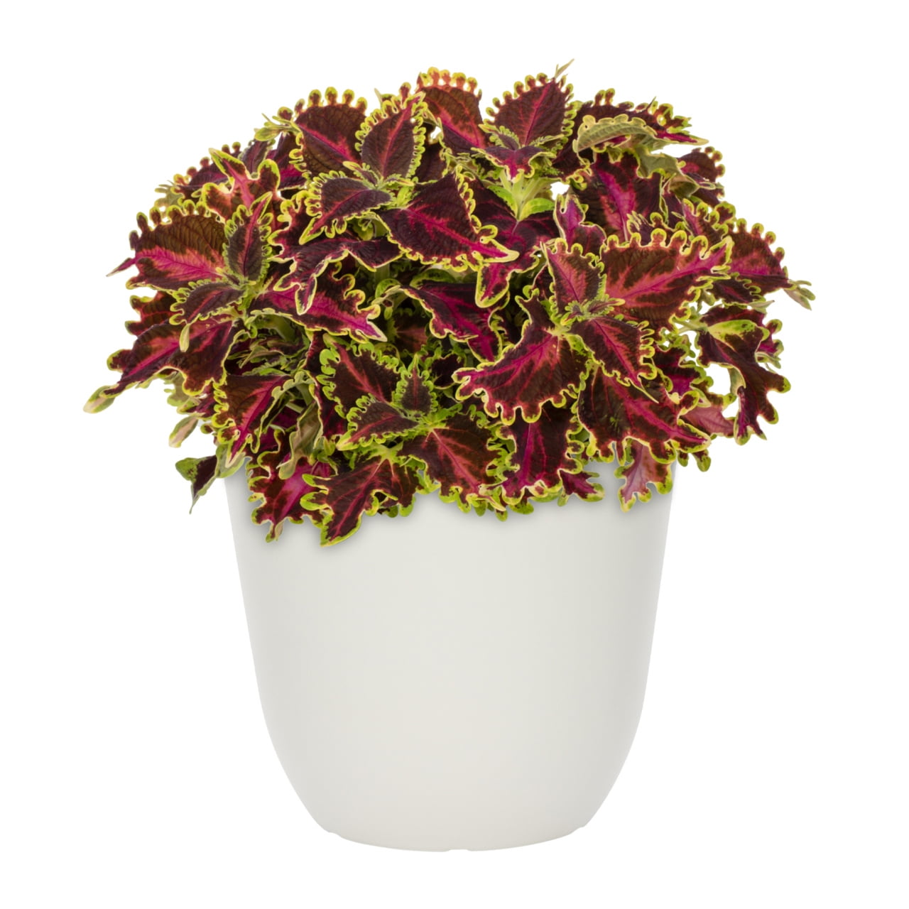 Expert Gardener 1.5gal Multicolor Coleus Live Annual Plant Decorative ...