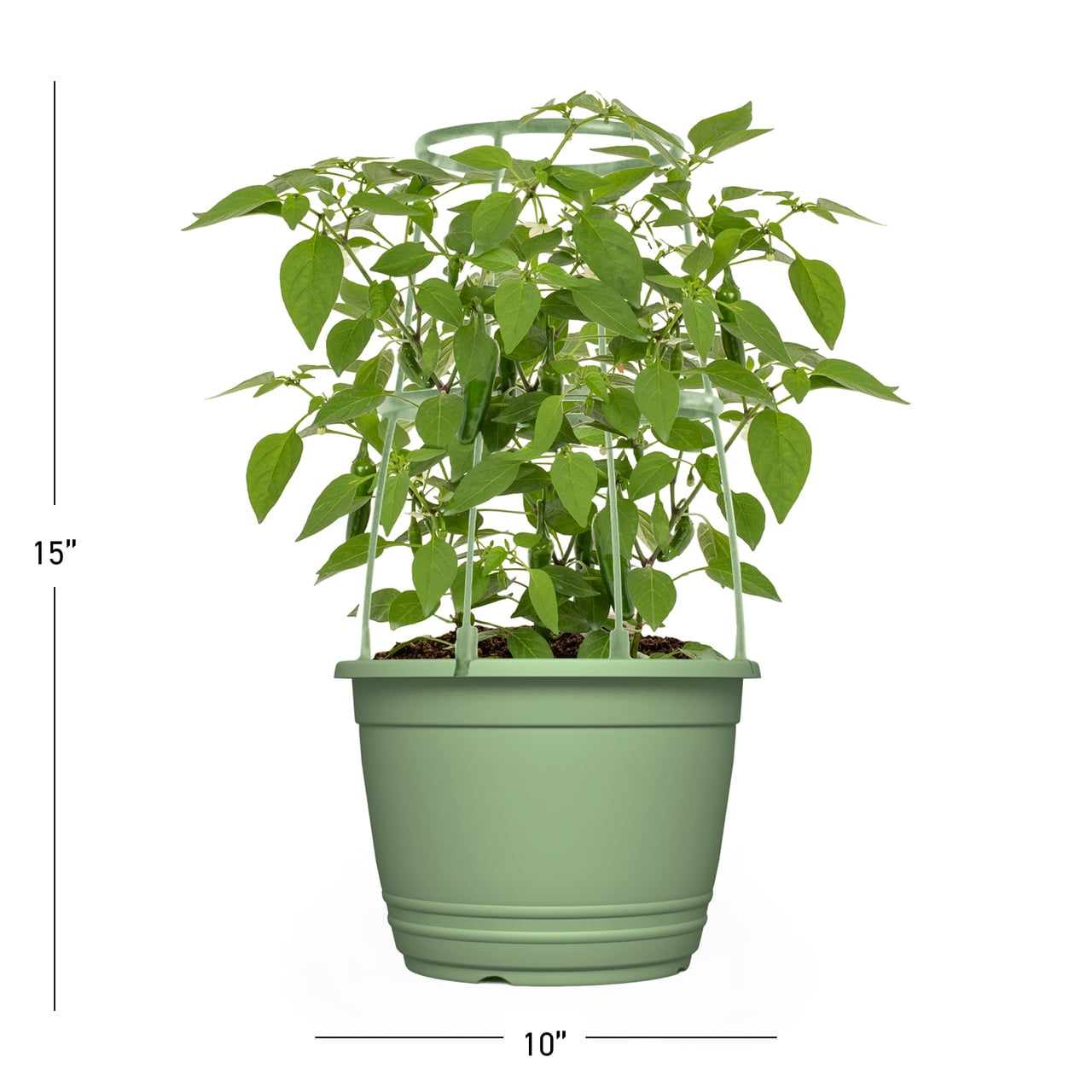 Expert Gardener 1.5gal Pepper Sparkler Live Annual Plant Decorative Pot ...