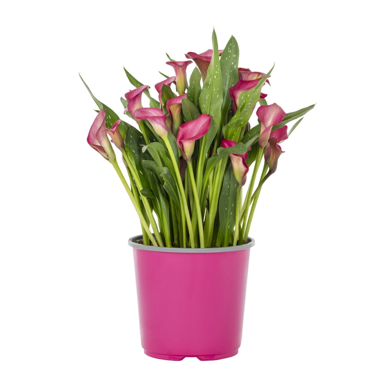 Expert Gardener 1.5gal Pink Calla Lily Live Perennial Plant Sun ...