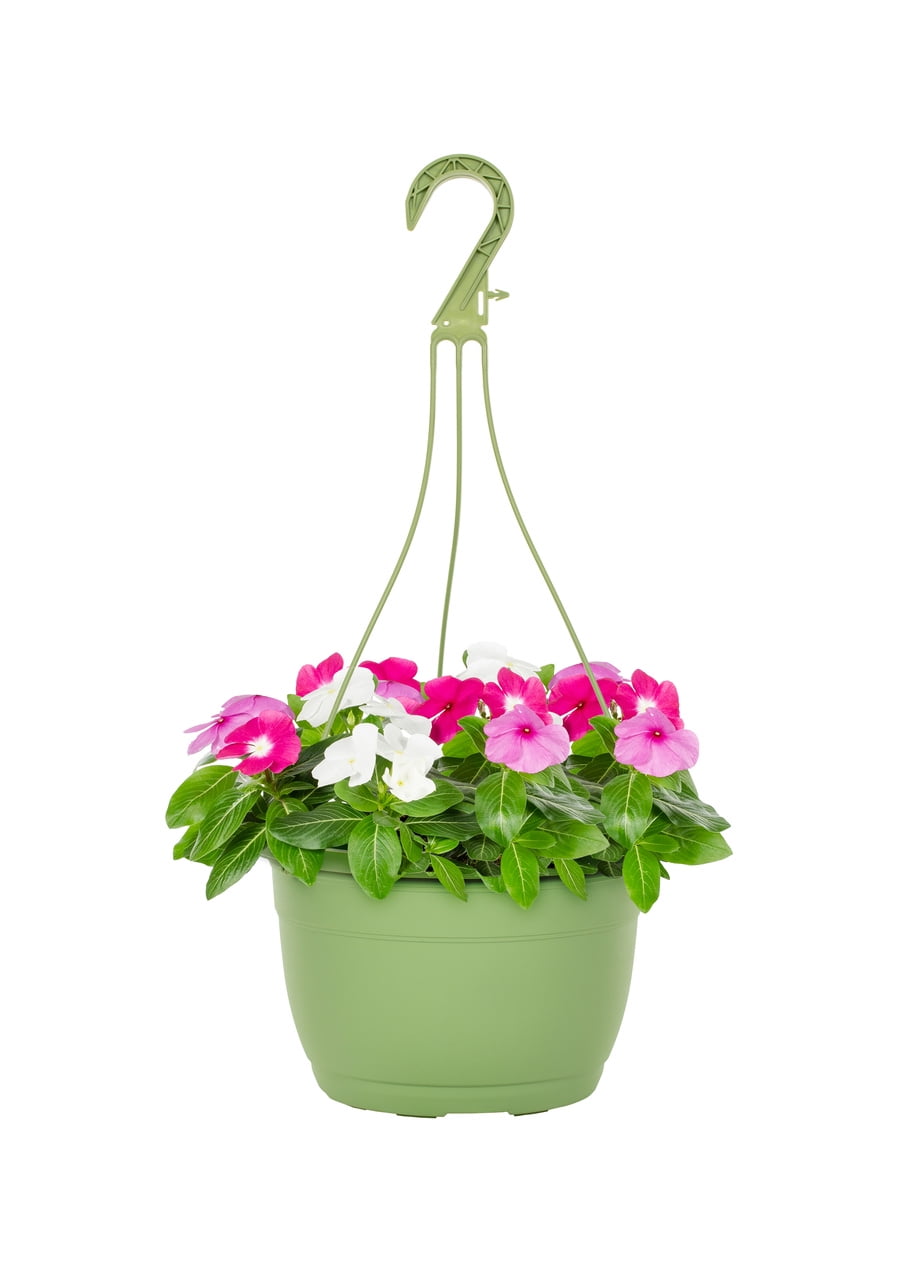 Expert Gardener 1.5gal Pink Red White Vinca Live Annual Plant Hanging ...