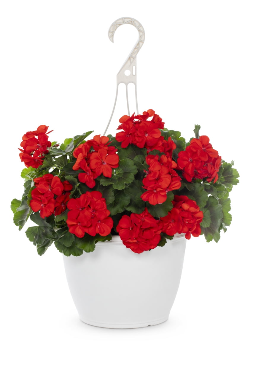 Expert Gardener 1.5gal Red Geranium Live Annual Plant Hanging Basket ...