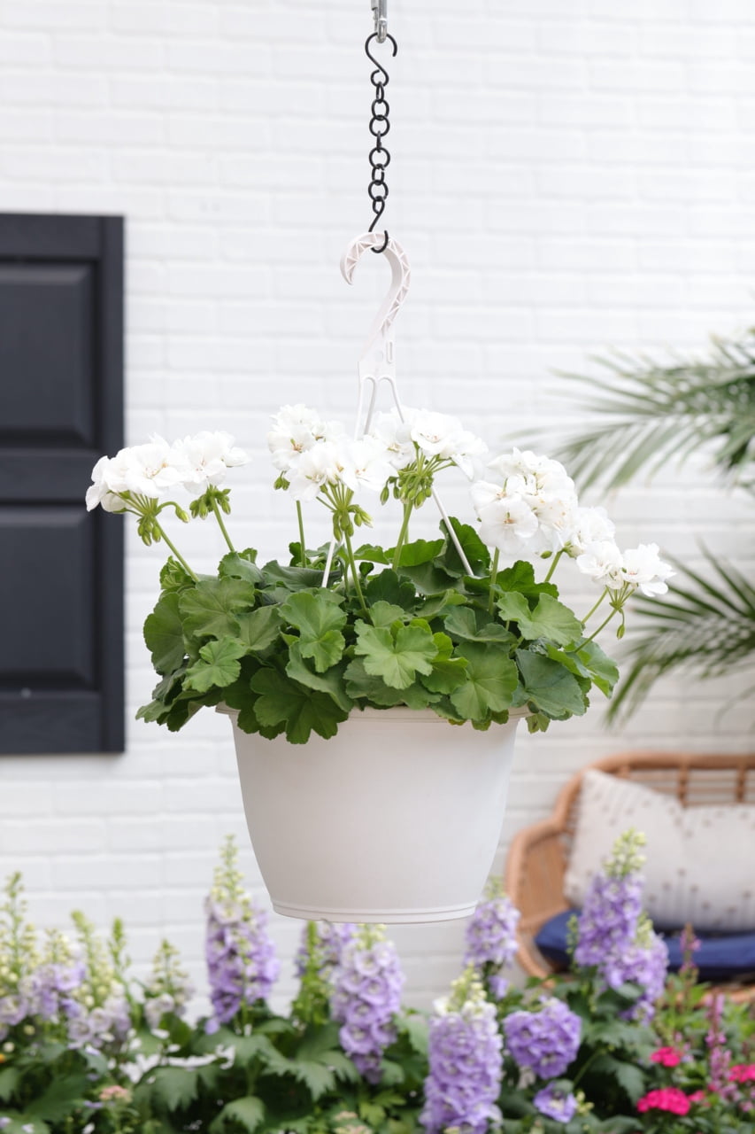 Expert Gardener 1.5gal White Geranium Live Annual Plant Hanging Basket ...