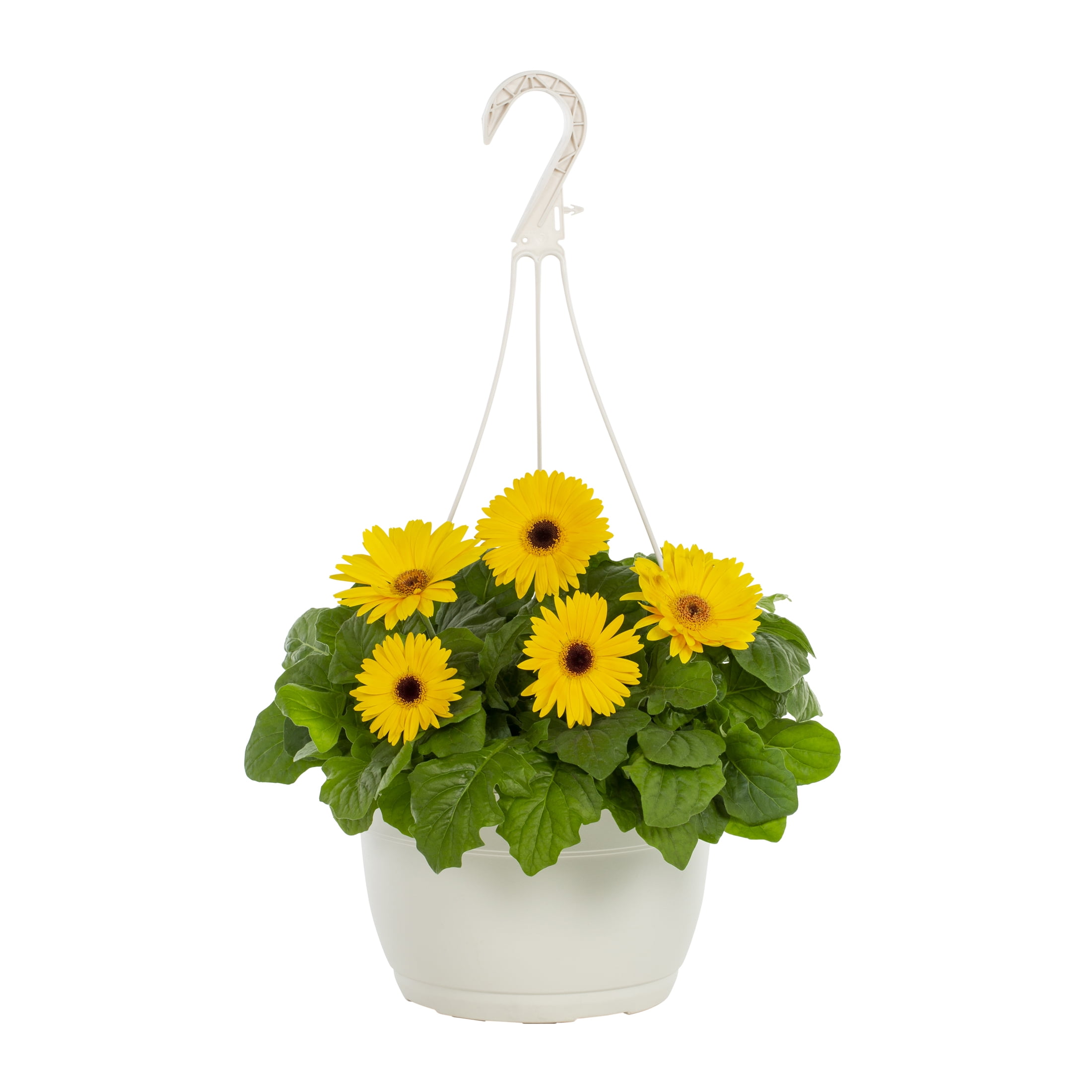 Expert Gardener 1.5gal Yellow Gerbera Daisy Live Annual Plant Hanging ...