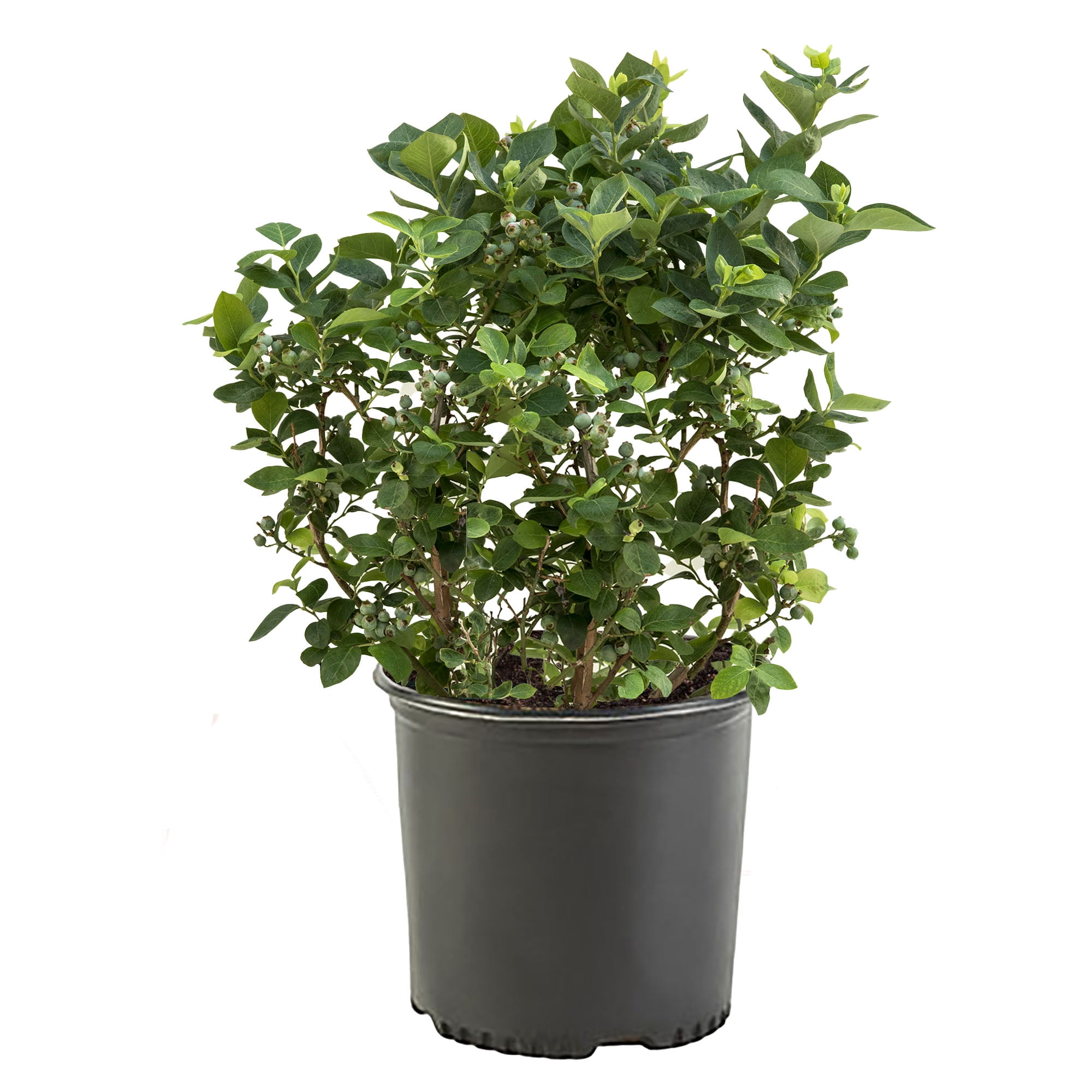Expert Gardener 1 Gallon Blueberry Bluegold Live Shrub - Walmart.com