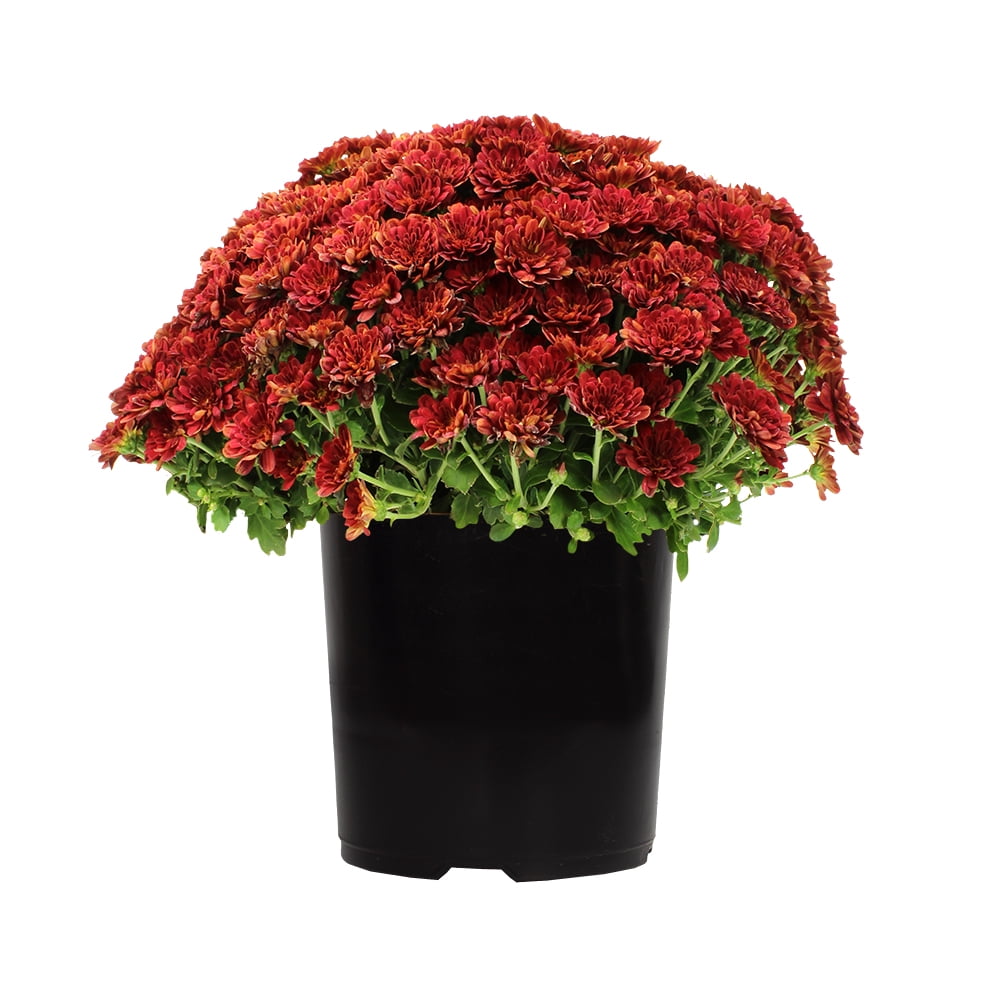Expert Gardener Red Mum Live Plant Autumn Garden Chrysanthemums in 1 ...
