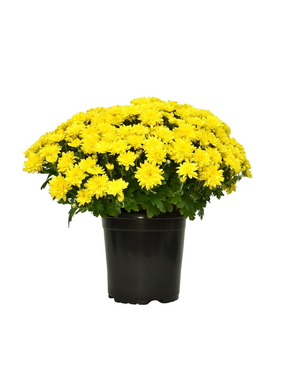 Mums in Annuals - Walmart.com