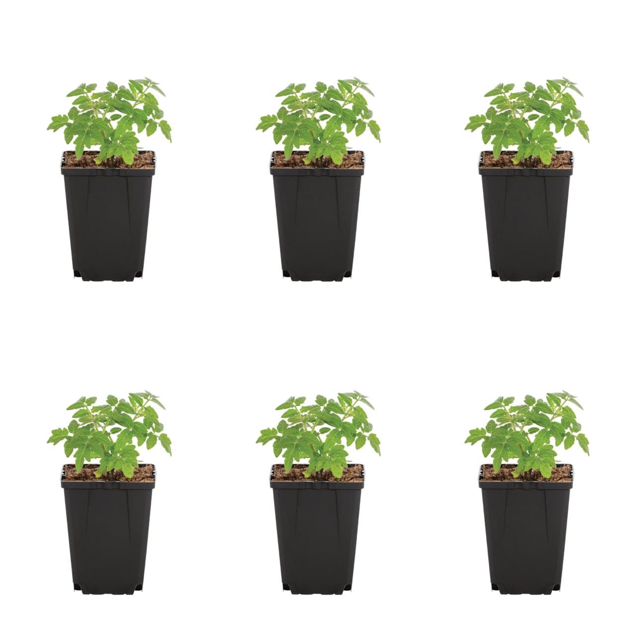 Expert Gardener 1PT Cherry Tomato Live Edible Plant Sun 6-Pack ...