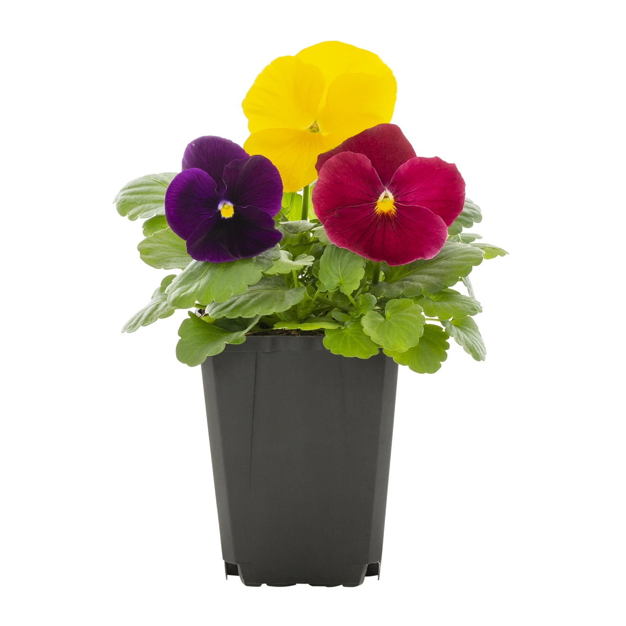 Expert Gardener 1 Pint Multi-color Clear Mix Pansy Annual Live Plant 6 ...