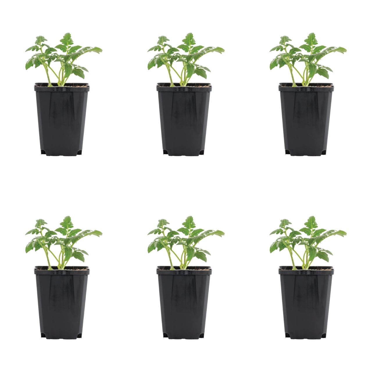Expert Gardener 1PT Roma Tomato Live Edible Plant Sun 6-Pack - Walmart.com