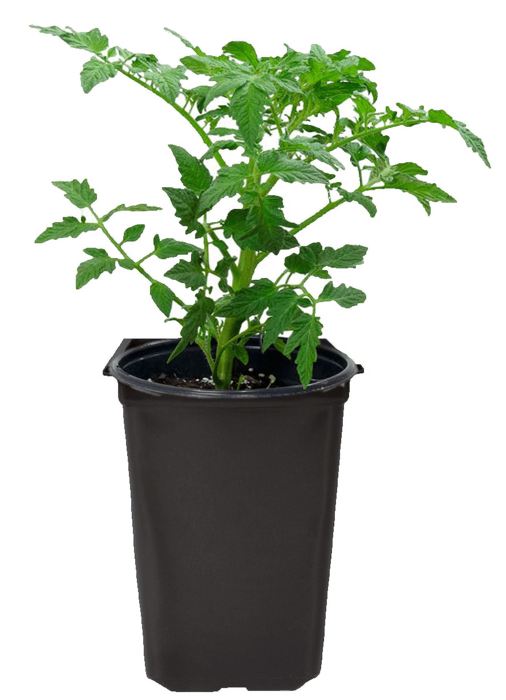 Expert Gardener 1 Pint Tomato Early Girl Edible Vegetable, Potted Live ...