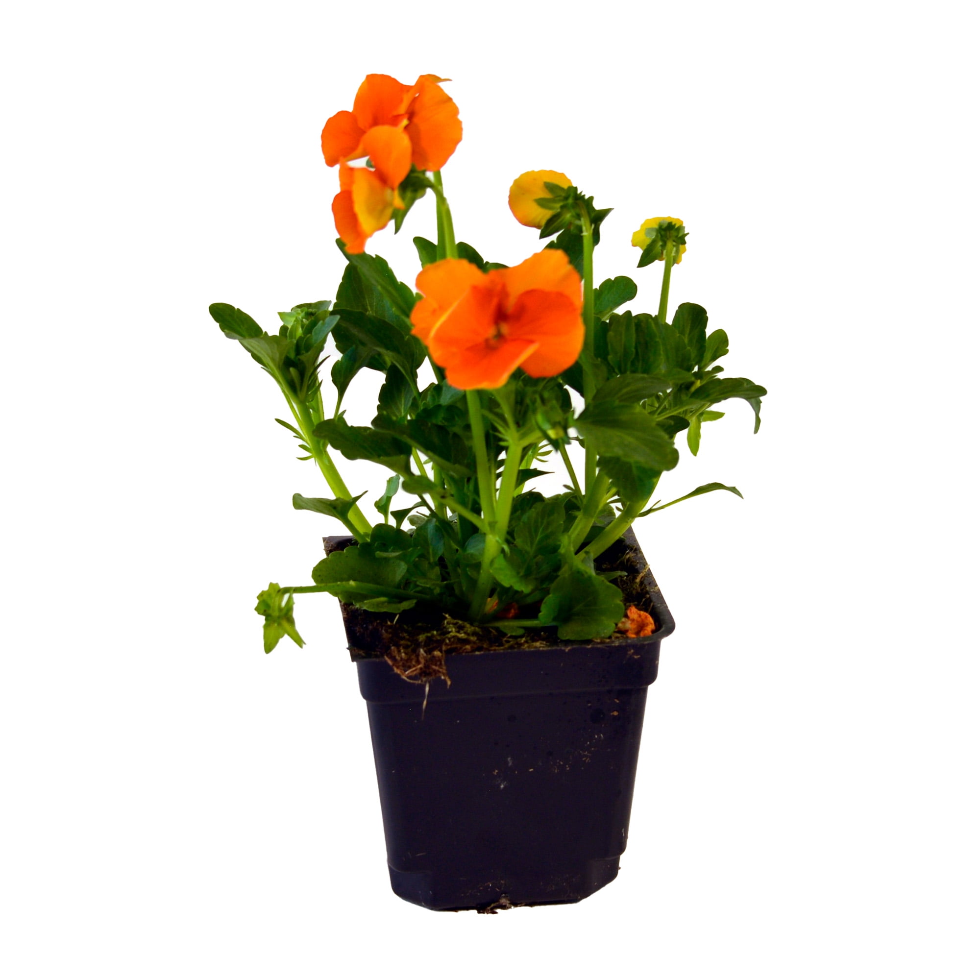 Expert Gardener - 1 Pint Viola Orange Annual Flowers - Outdoor Live ...