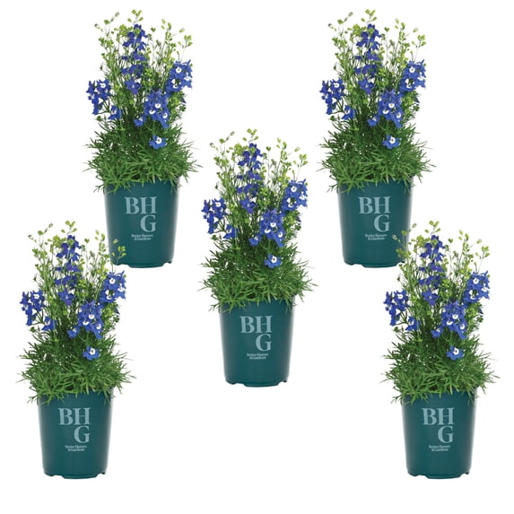 Expert Gardener 1.5PT Blue Delphinium Live Perennial Plant Sun 5 -Pack ...