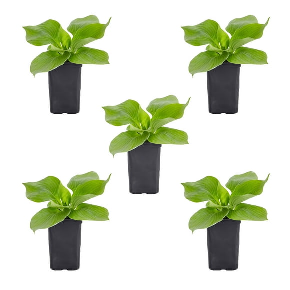 Hosta Plants in Perennials - Walmart.com