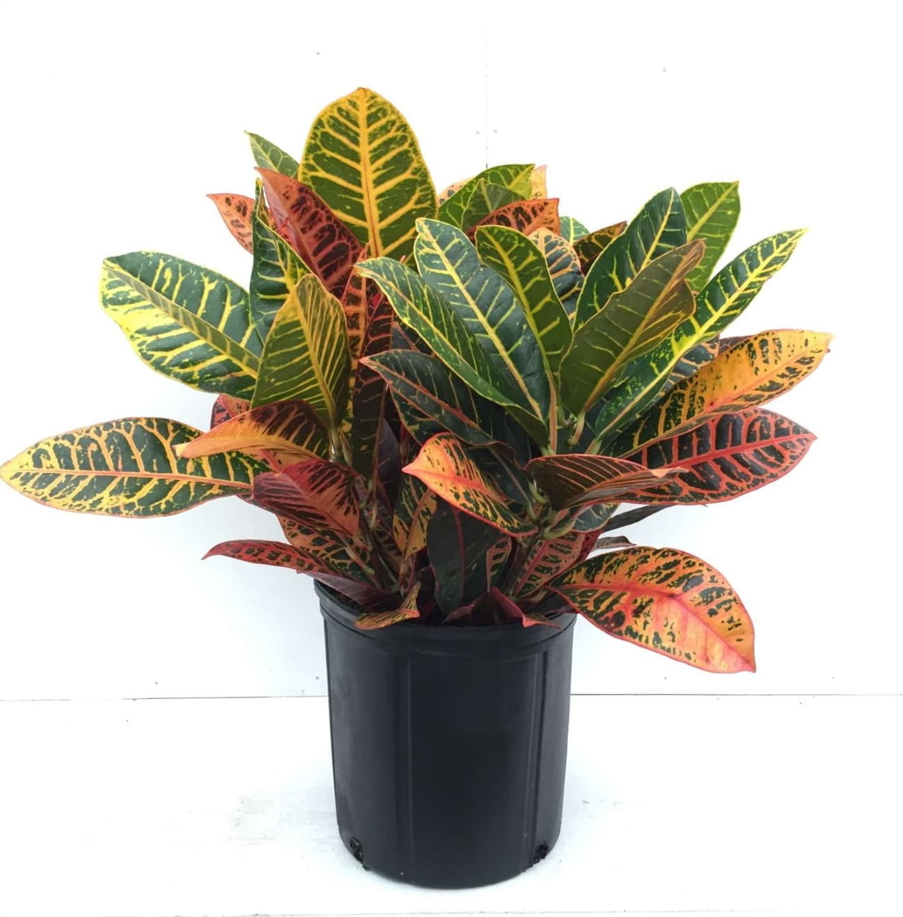 Expert Gardener 1 Quart Croton Pot, Live Plant - Walmart.com