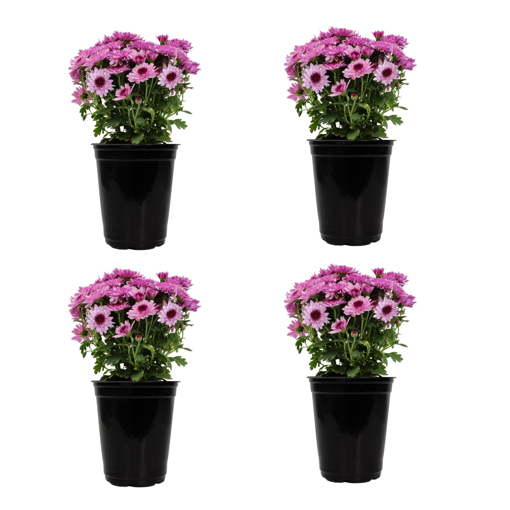 Expert Gardener 1 Quart Pink Mum Live Plants (4 Pack) with Grower Pots ...