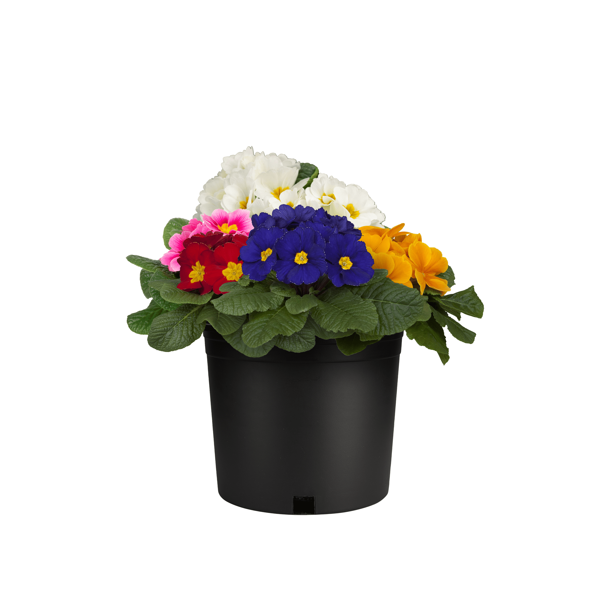 Expert Gardener 1 Quart Primula Princessa Mix Potted, Live Plant ...