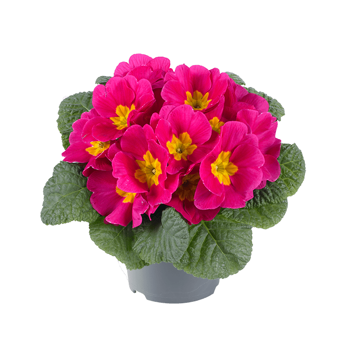 Expert Gardener 1 Quart Primula Princessa Mix Potted, Live Plant ...