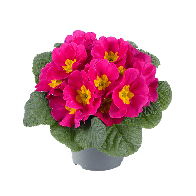 Expert Gardener 1 Quart Primula Princessa Mix Potted, Live Plant ...