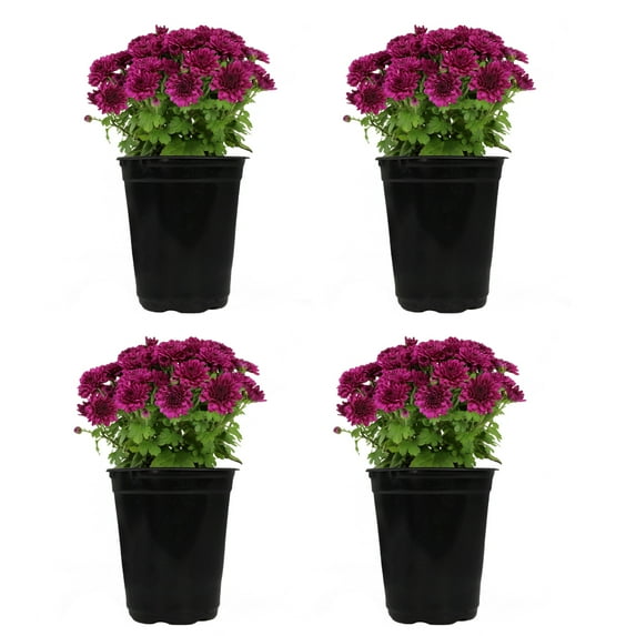 Expert Gardener 1 Quart Purple Mum Live Plants (4 Pack) with Grower ...