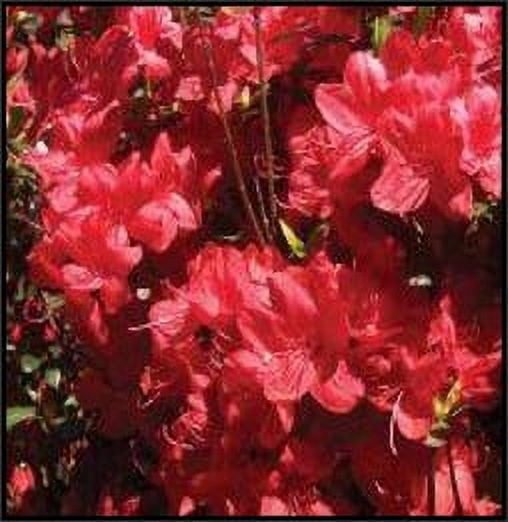 Expert Gardener 1 gal Azalea Red Live Shrub - Walmart.com