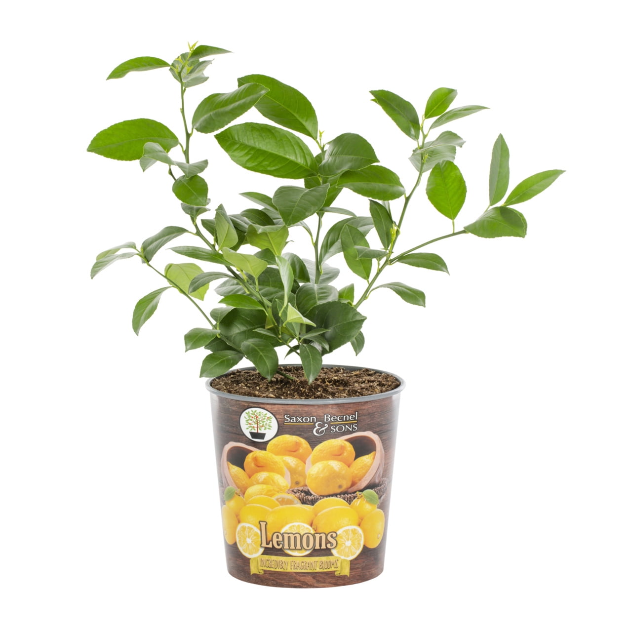 Expert Gardener 1gal Lemon Live Tree Plant Sun - Walmart.com